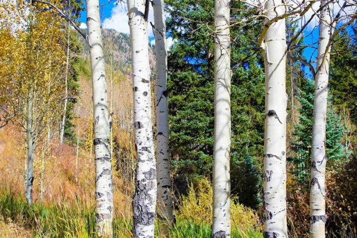 How to Propagate Quaking Aspen Trees – Yard Day